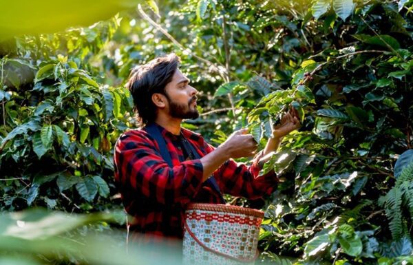 Monsooned Malabar Coffee: A Bold Brew Born of Nature’s Rhythm - Berk's ...